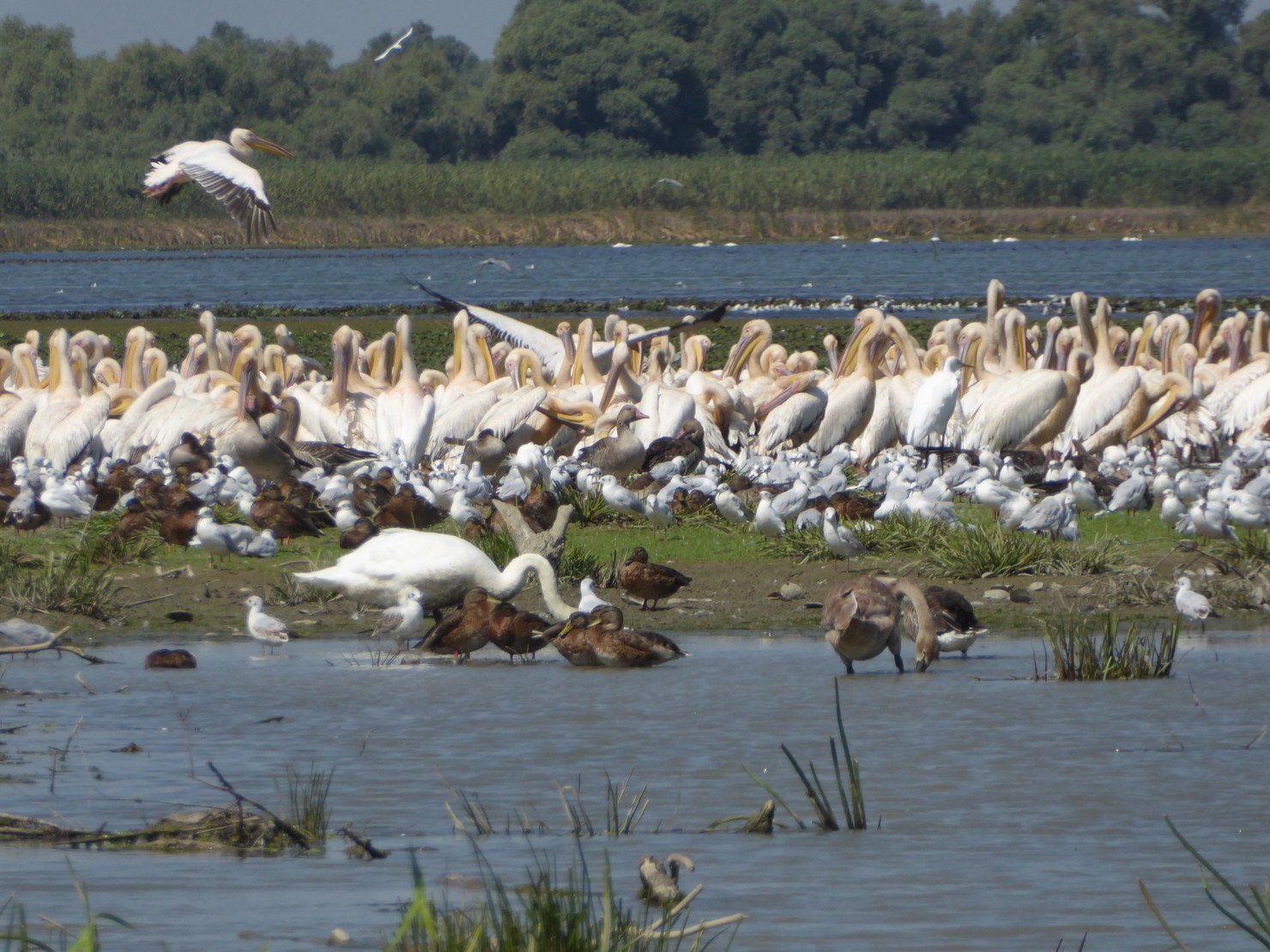 Planine i putovanja/Rumunjska